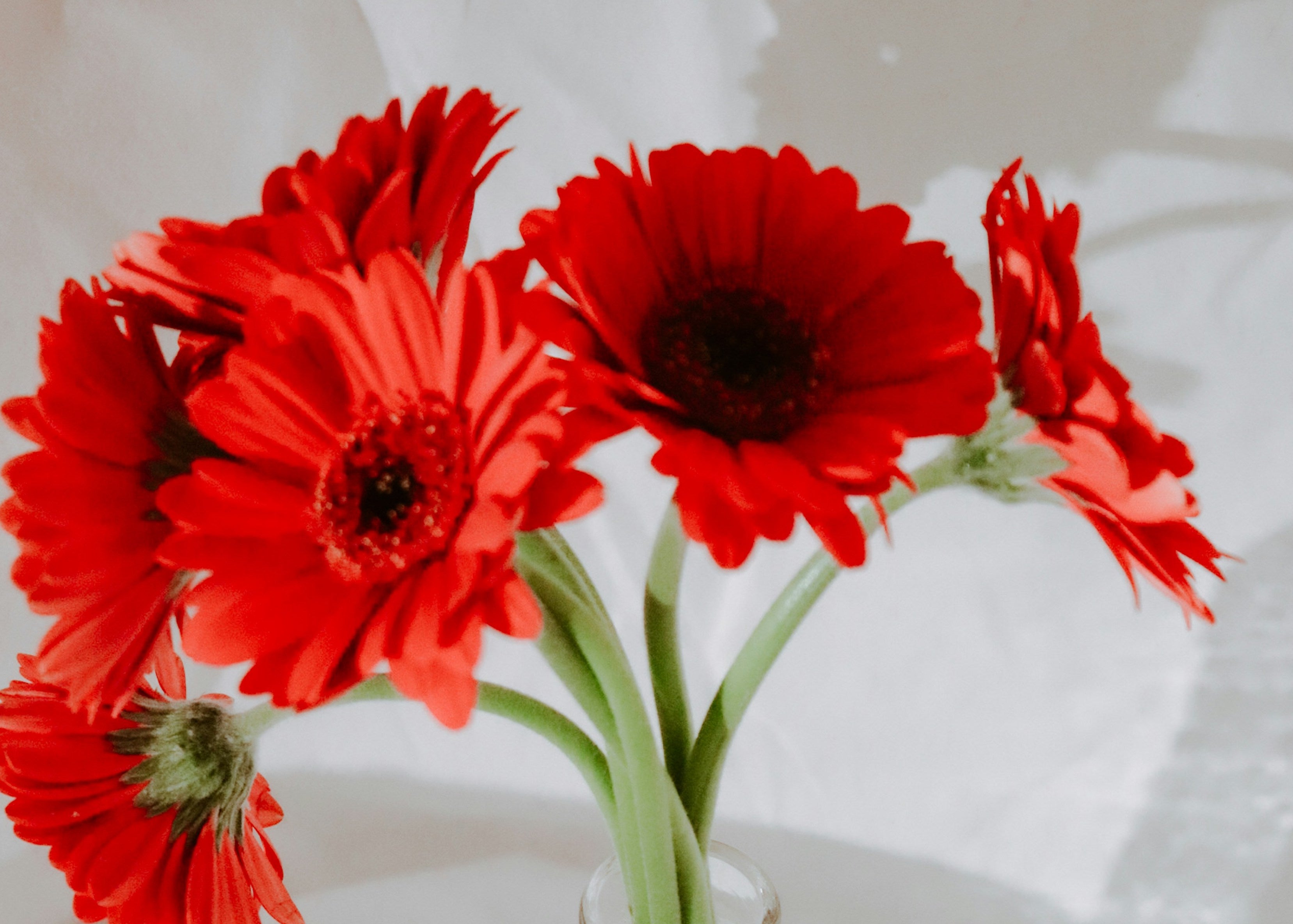 Red Flower Bouquets – PM Flowers